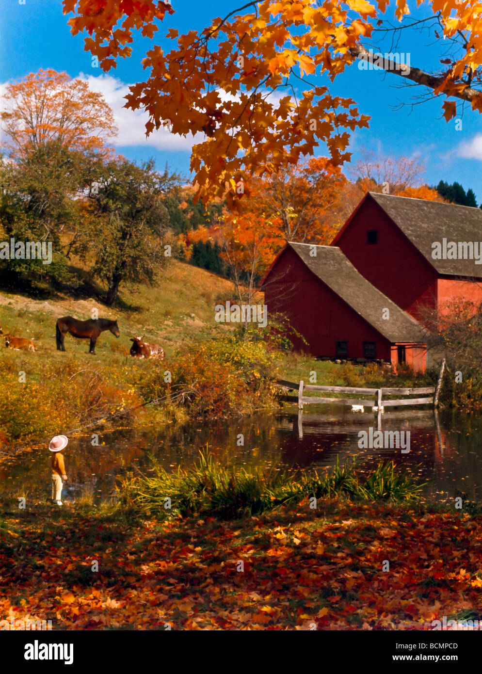Barn animals farm fall autumn leaves Scenics Stock Photo - Alamy