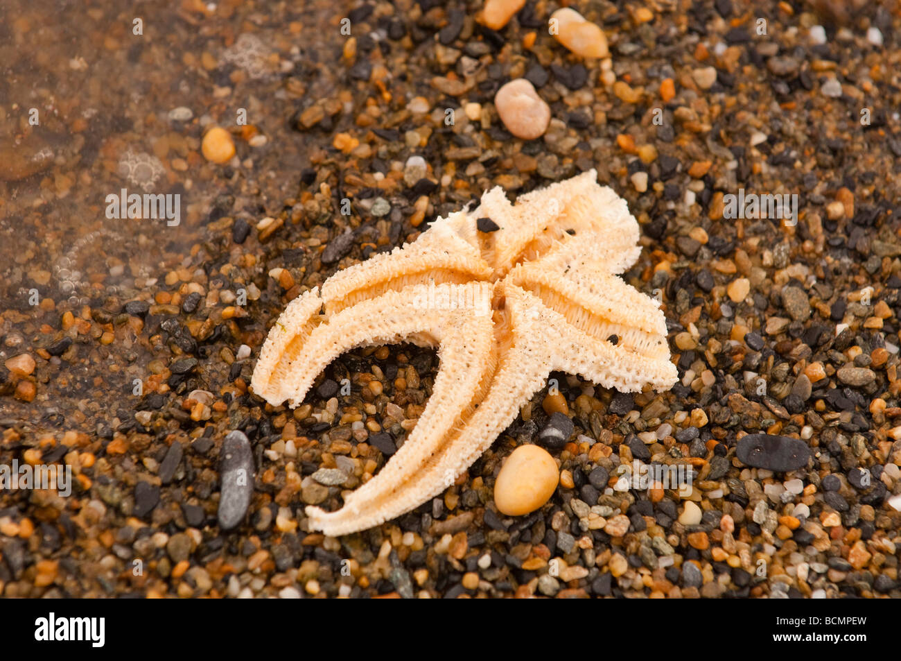 A STARFISH WASHED UP ON THE PEBBLE BEACH OF THE BERING SEA Stock Photo ...