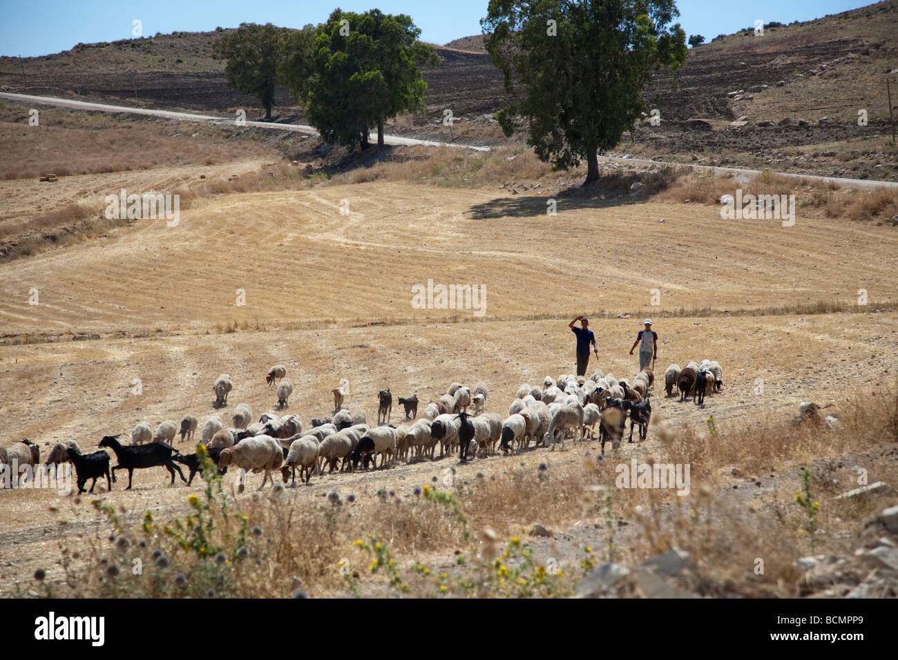 Two boys shepherd a flock of goats and sheep across a field below the ...