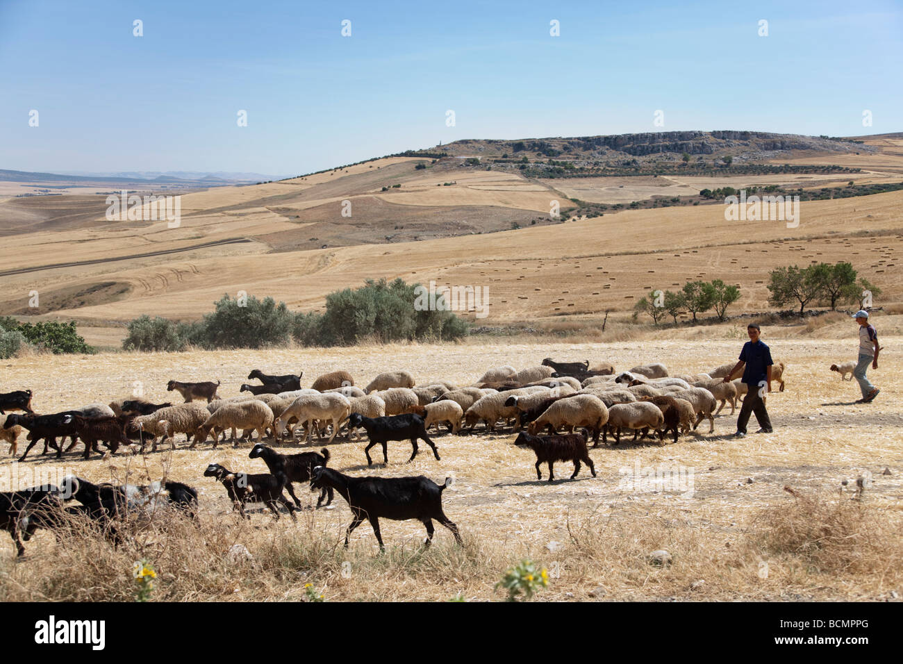 Two boys shepherd a flock of goats and sheep across a field below the ...