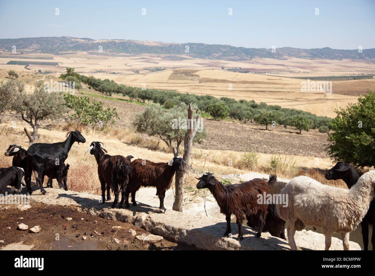 A flock of goats and sheep look across a field below the ancient Roman ...