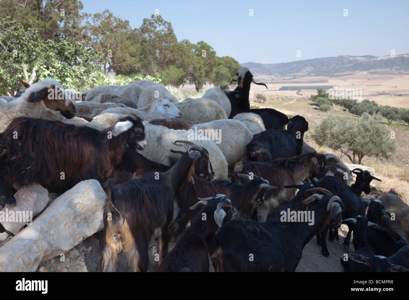 A flock of goats and sheep look out at the fields below the ancient ...