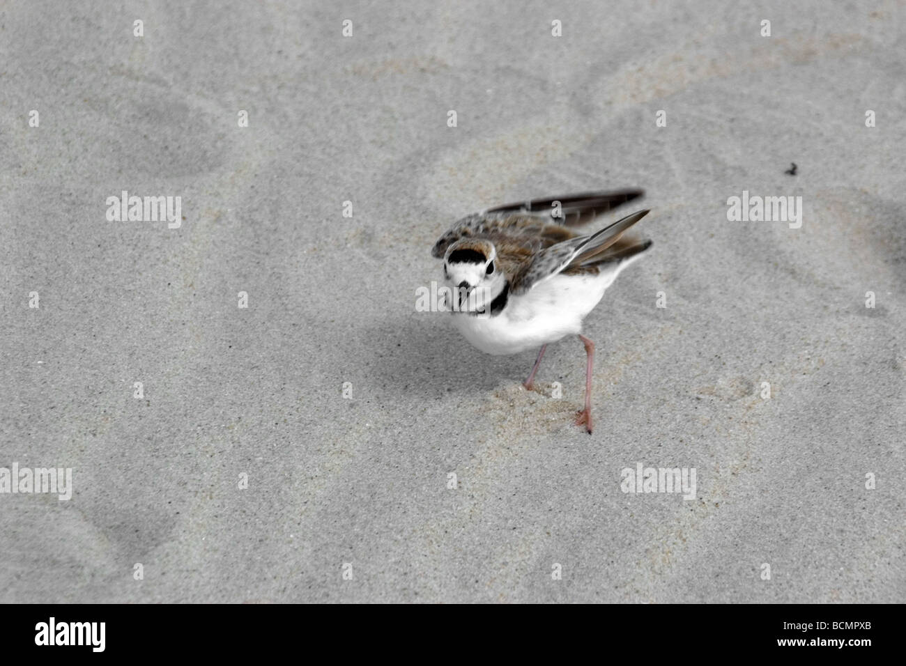 Semi-palmated sandpiper, Calidris pusilla, Cabure, Lencois Maranhenses ...