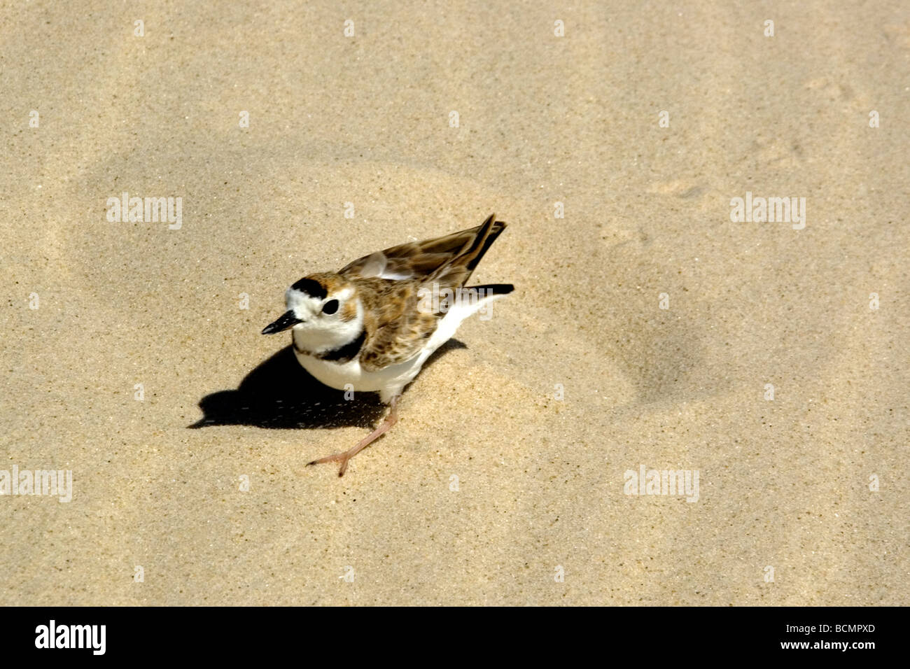 Semi-palmated sandpiper, Calidris pusilla, Cabure, Lencois Maranhenses ...