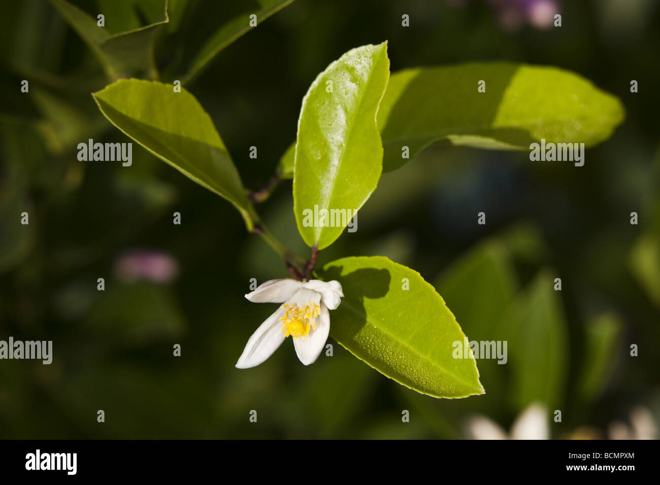 Lemon tree flower Stock Photo - Alamy