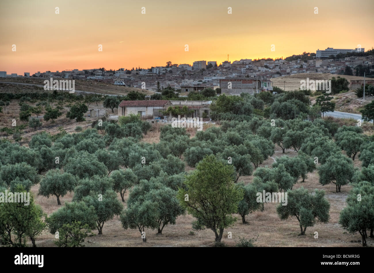 African olive tree hi-res stock photography and images - Alamy