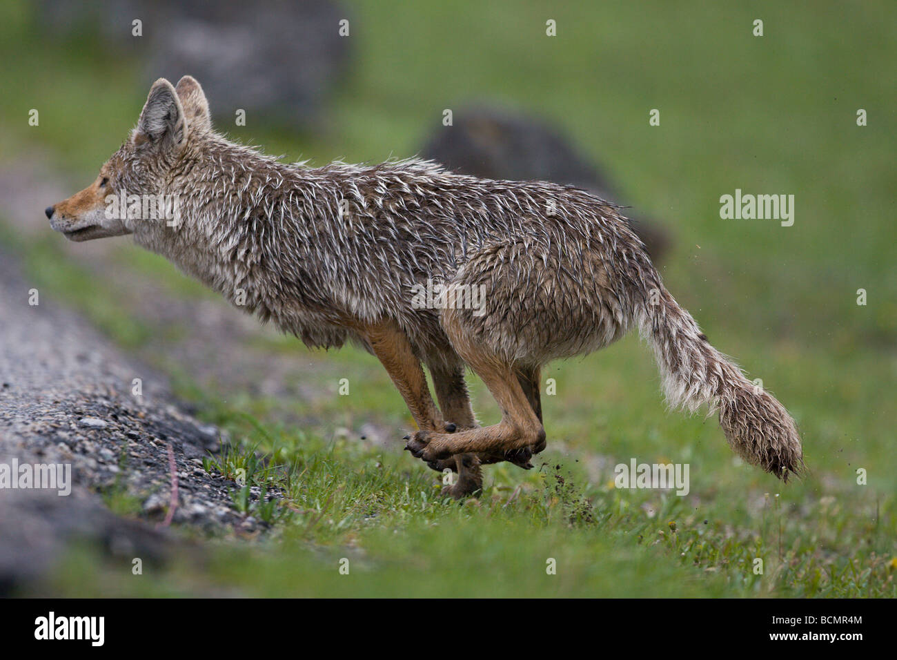 Coyote in mid-sprint running across a field about to cross a road Stock ...