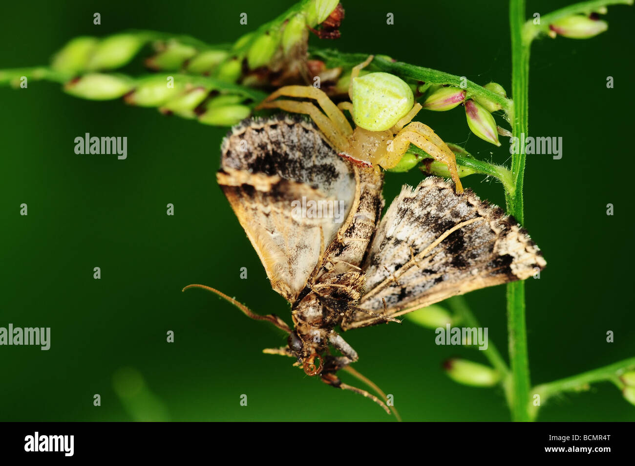 crab spider eating a moth in the parks Stock Photo - Alamy