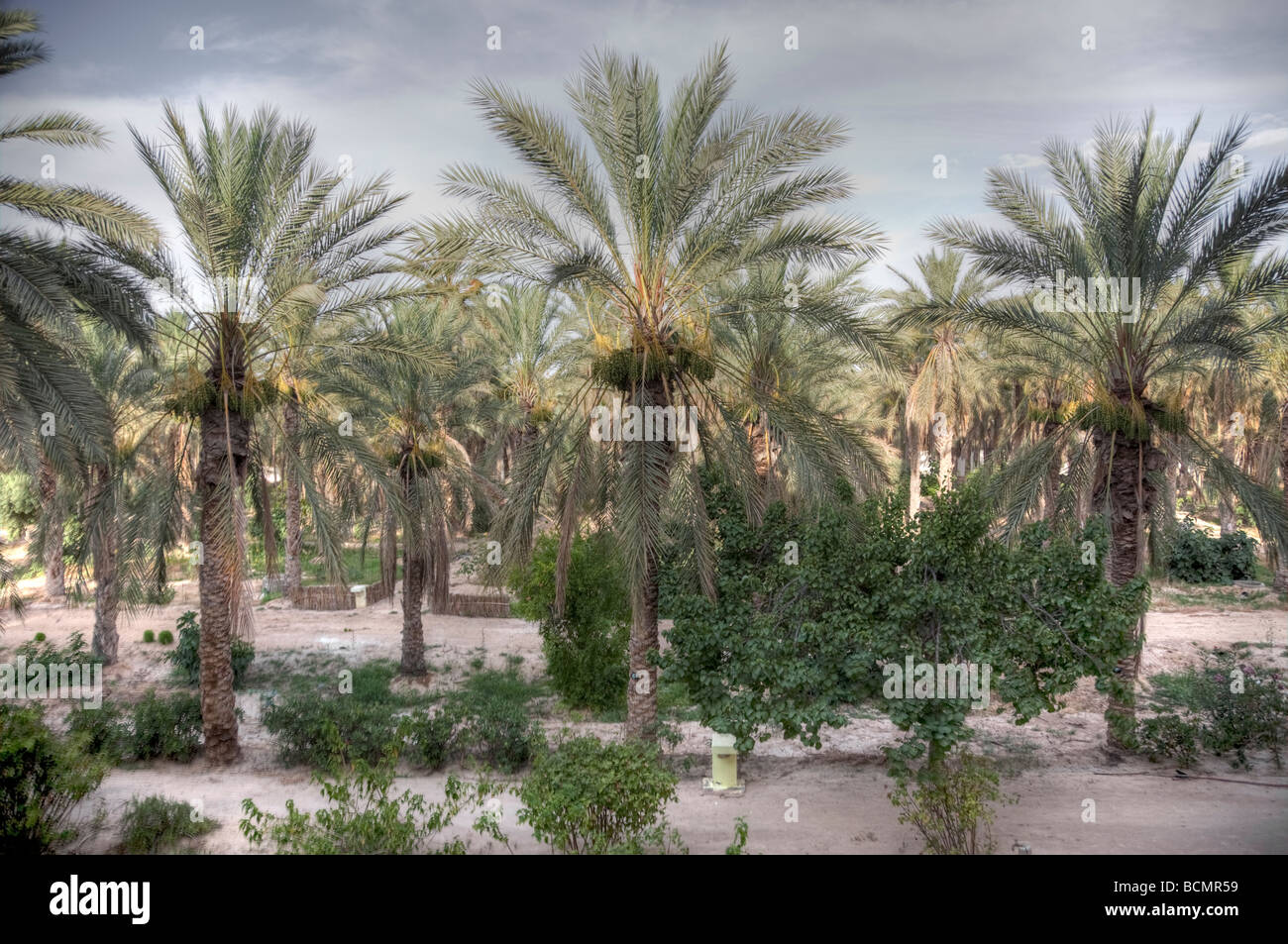 High dynamic range image of the palm trees in the Tozeur oasis, which ...
