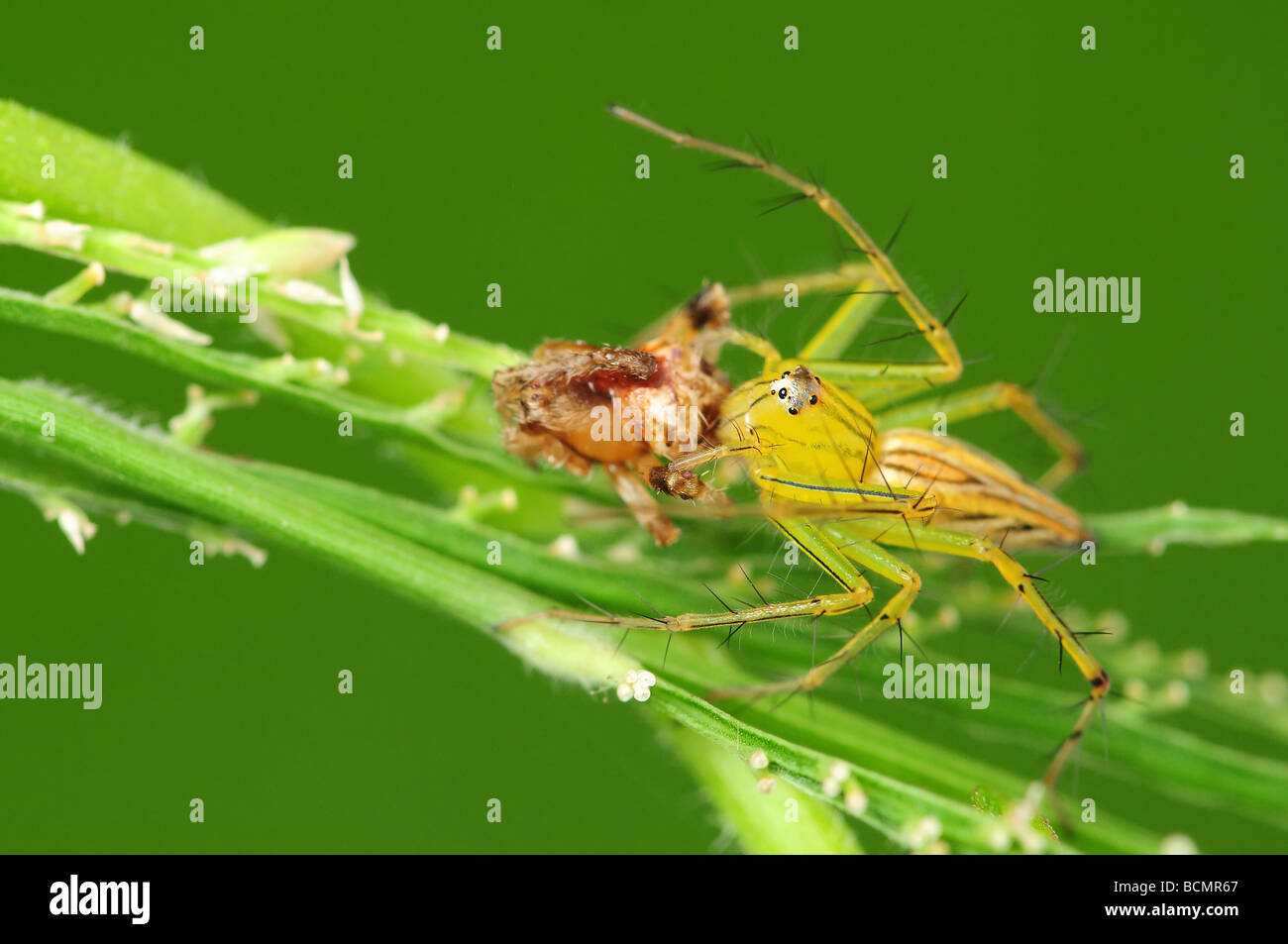lynx spider eating a spider in the parks Stock Photo - Alamy