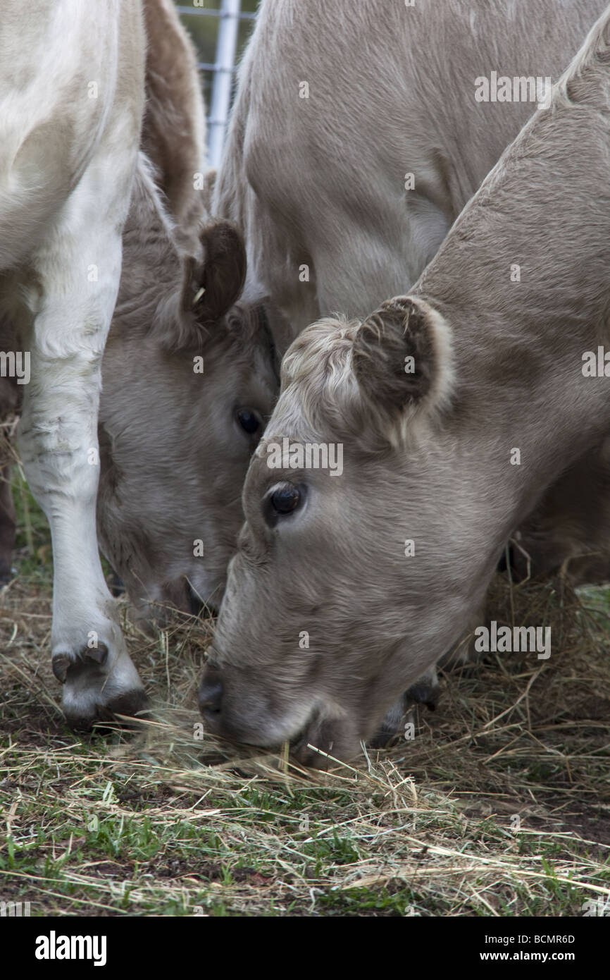 Cows eating hi-res stock photography and images - Alamy