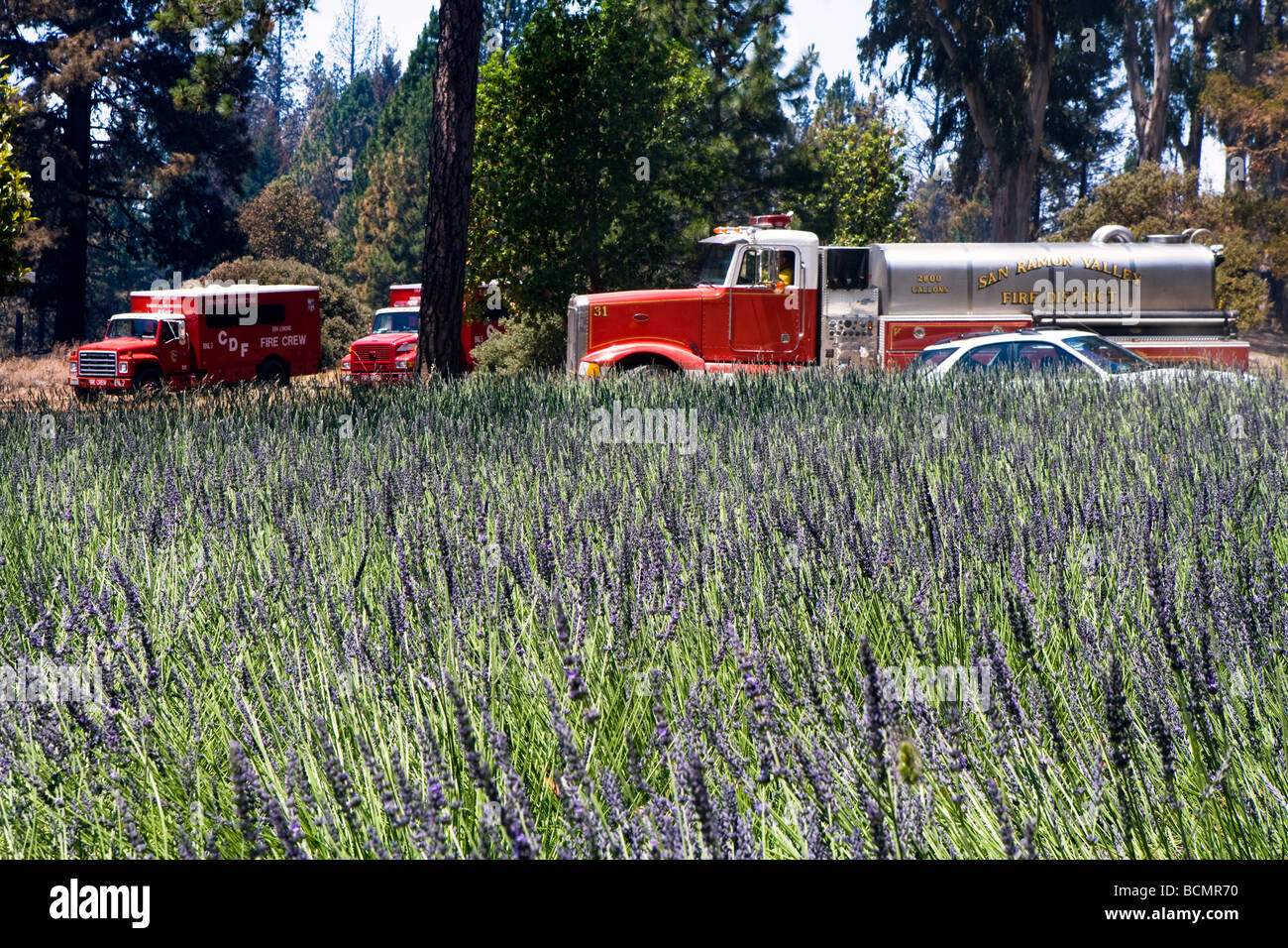 California wildfire in Santa Cruz Mountains CALFIRE CDF California ...