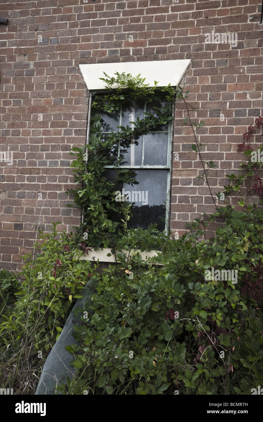 old window over run by vines Stock Photo - Alamy