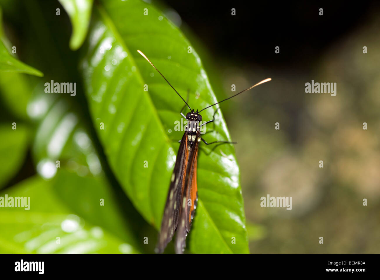 The Helicon High Resolution Stock Photography and Images - Alamy