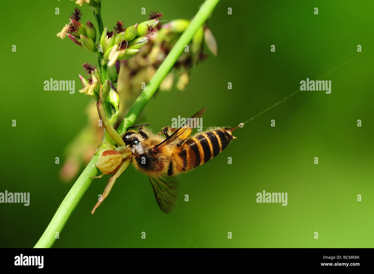 crab spider eating a bee Stock Photo - Alamy