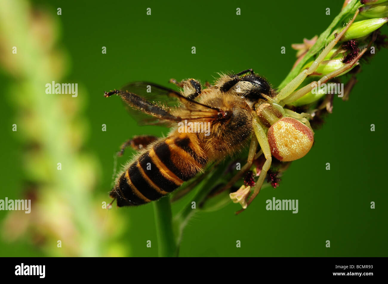 crab spider eating a bee Stock Photo - Alamy