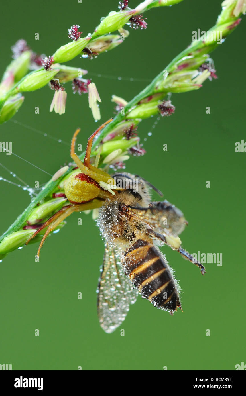 crab spider eating a bee Stock Photo - Alamy