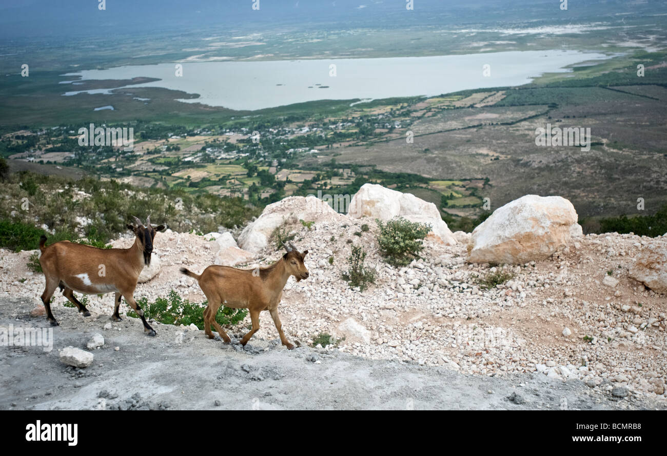 Goats walk along a cliff overlooking Trou Caïman, a salt water lake in ...