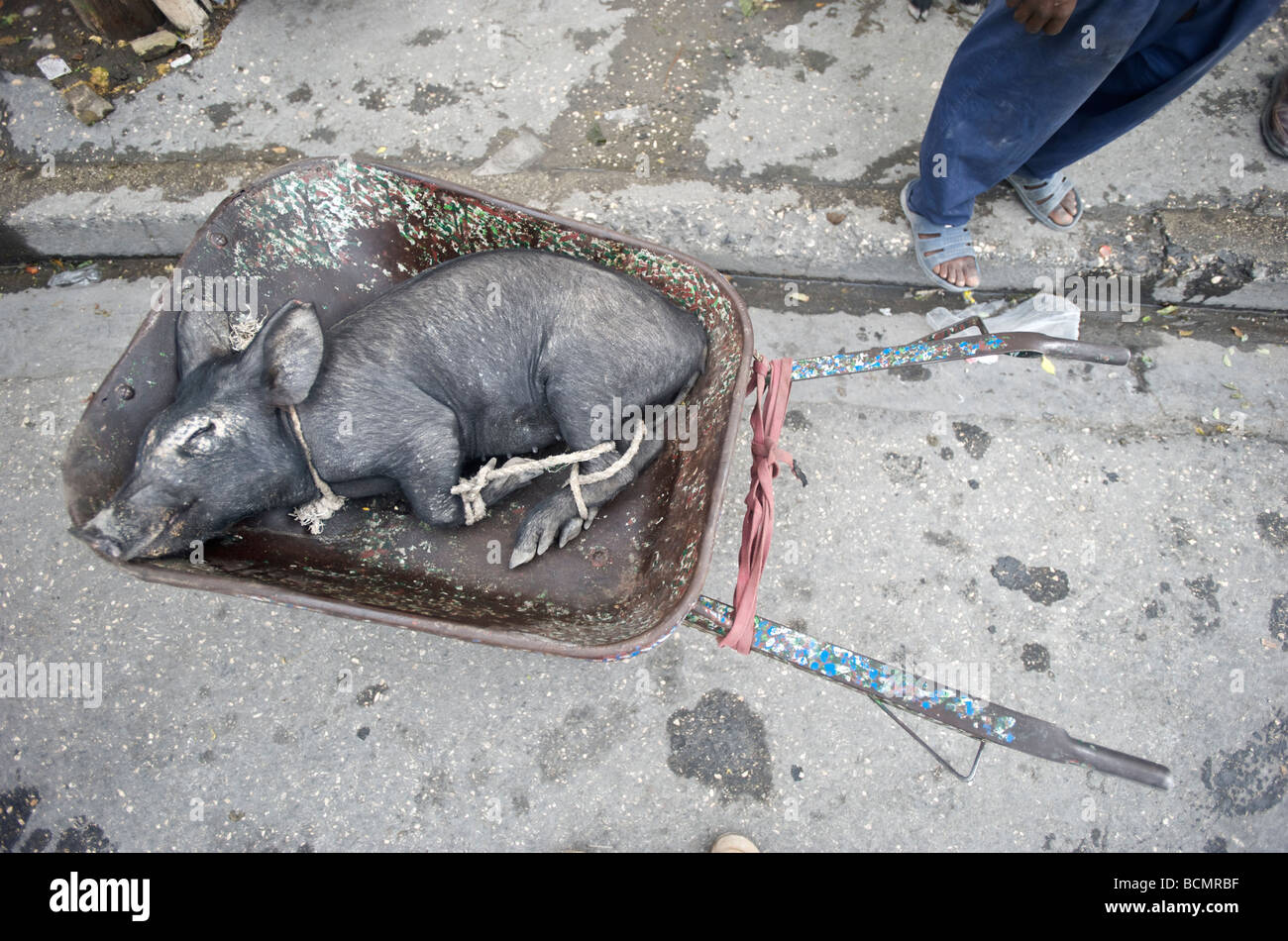 A pig lies in a wheelbarrow as it is prepared for slaughter in Port-au ...
