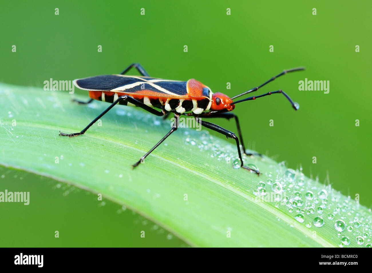 colorful stink bug in the parks Stock Photo - Alamy