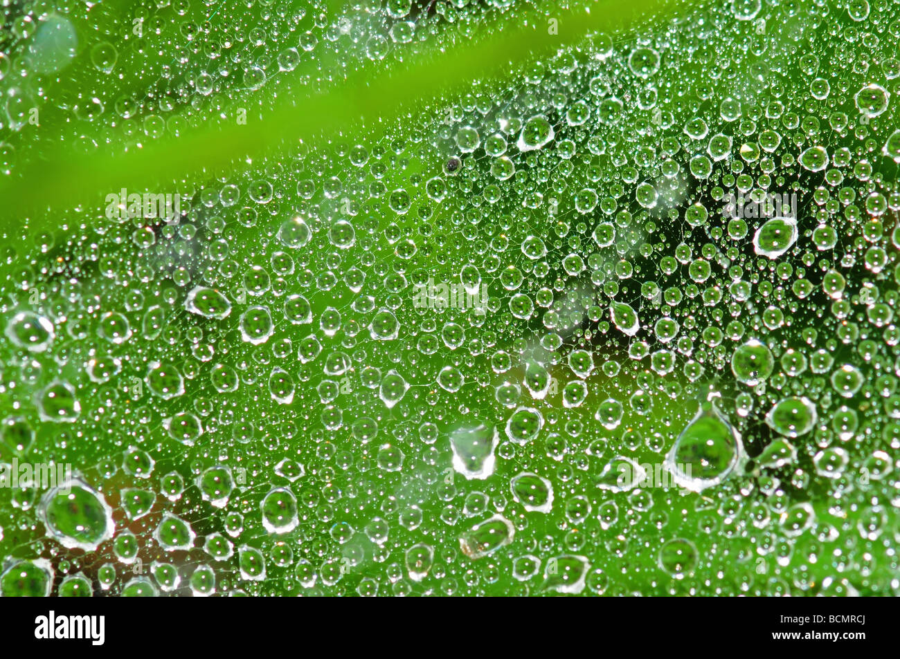water dew and leave in the parks Stock Photo - Alamy