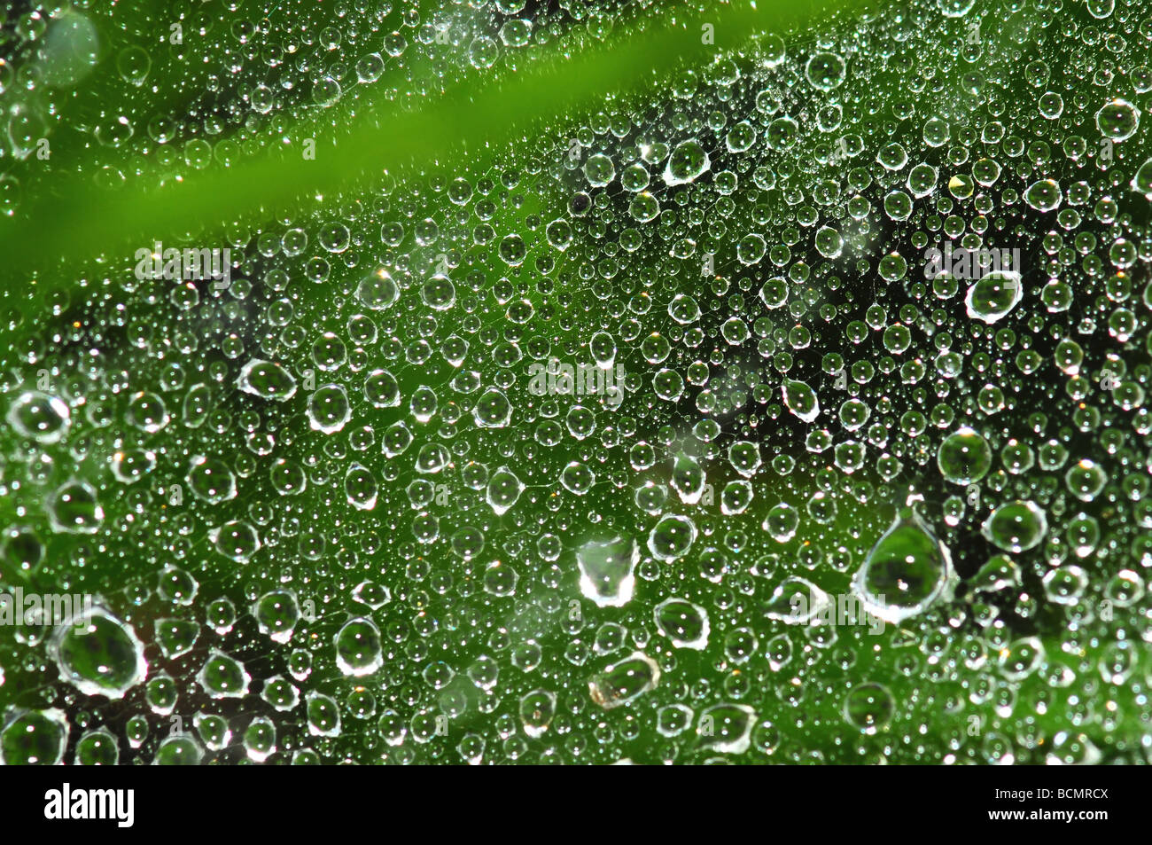 water dew and leave in the parks Stock Photo - Alamy