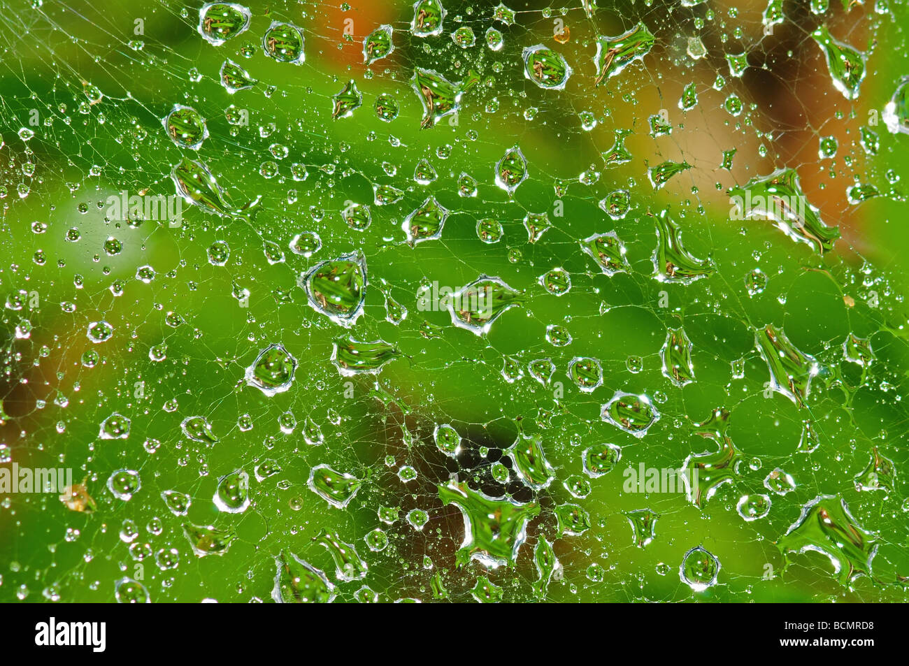 water dew and leave in the parks Stock Photo - Alamy