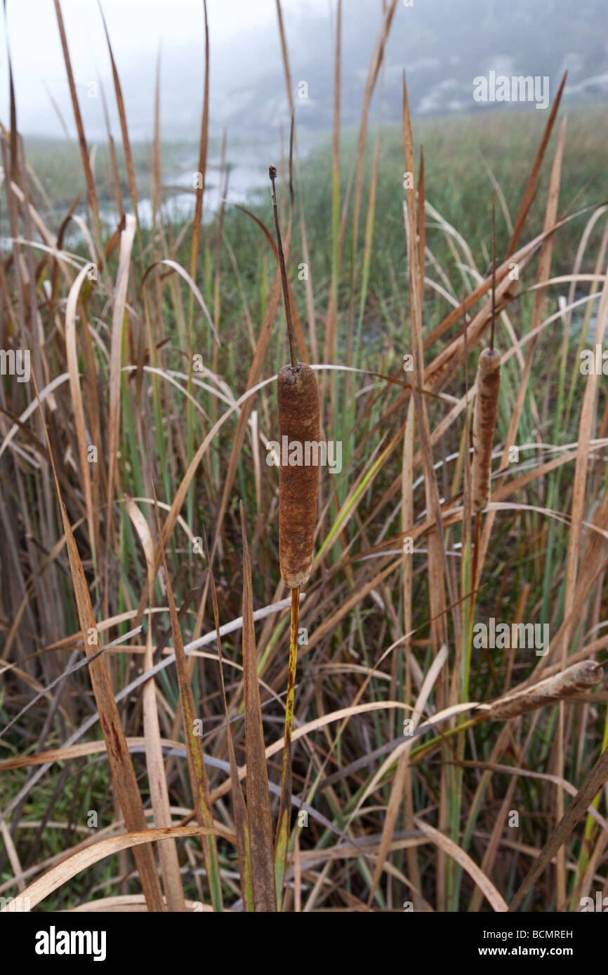 Quogmire hi-res stock photography and images - Alamy