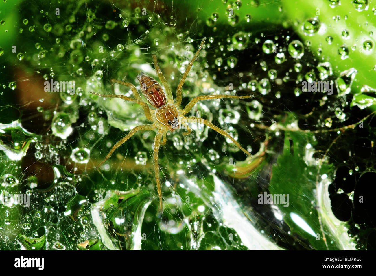 wolf spider and dew in the parks Stock Photo - Alamy