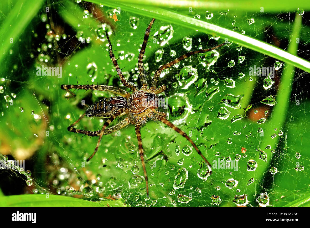 wolf spider and dew in the parks Stock Photo - Alamy