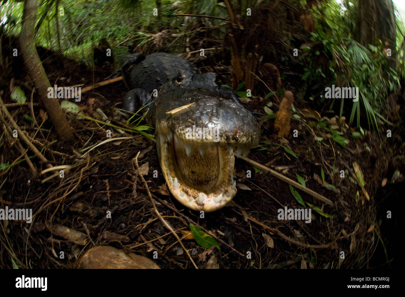 Swamp alligator nest hi-res stock photography and images - Alamy