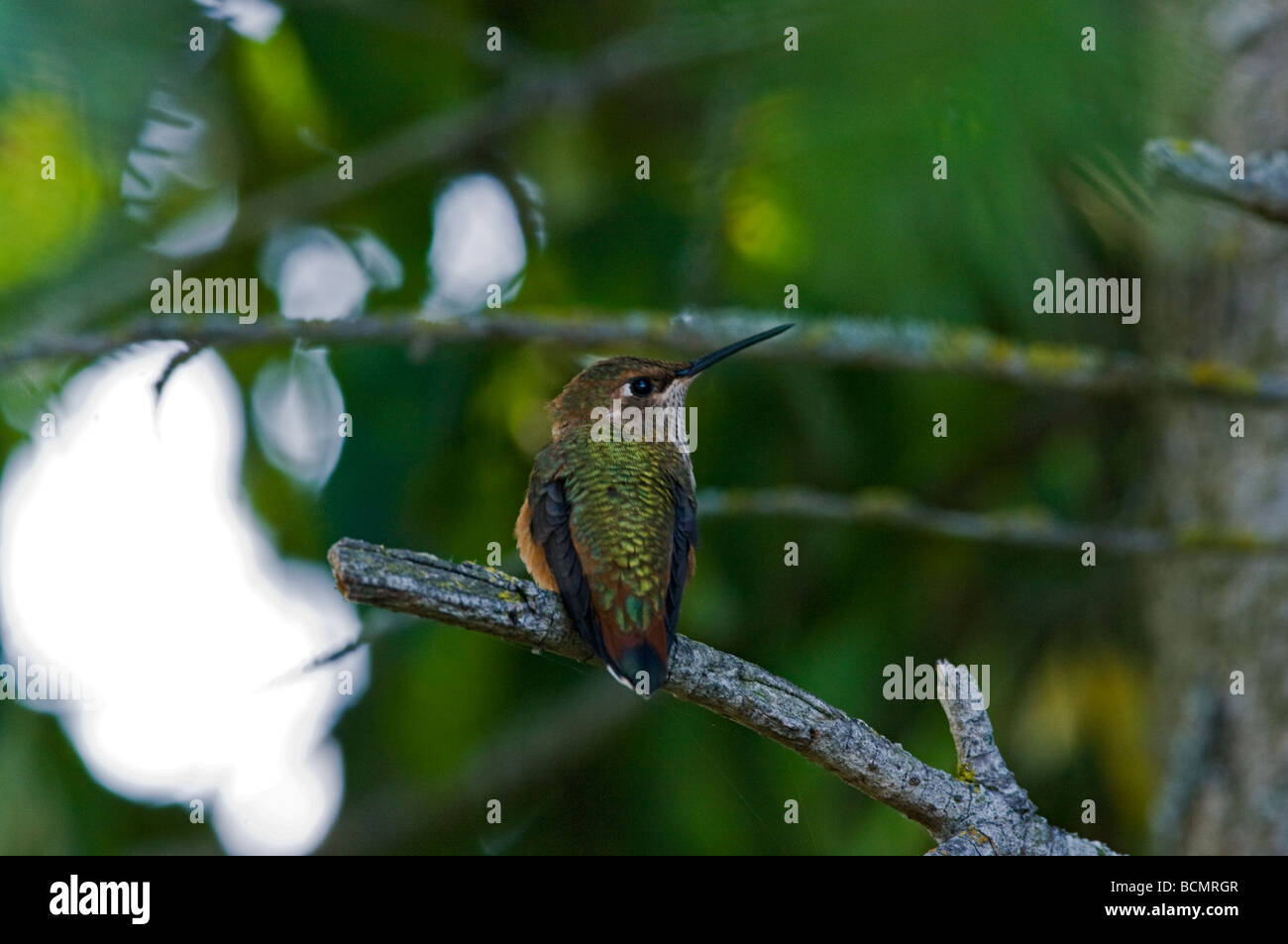 Perched bird hi-res stock photography and images - Alamy