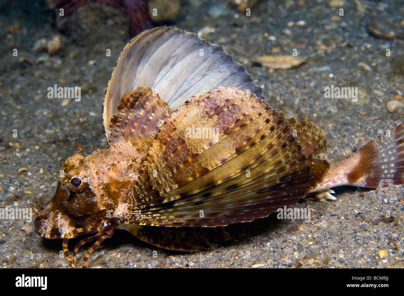 Sea robin hi-res stock photography and images - Alamy