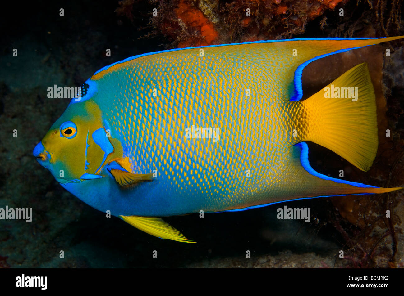 Queen Angelfish (Holacanthus ciliaris) photographed in the Breakers ...
