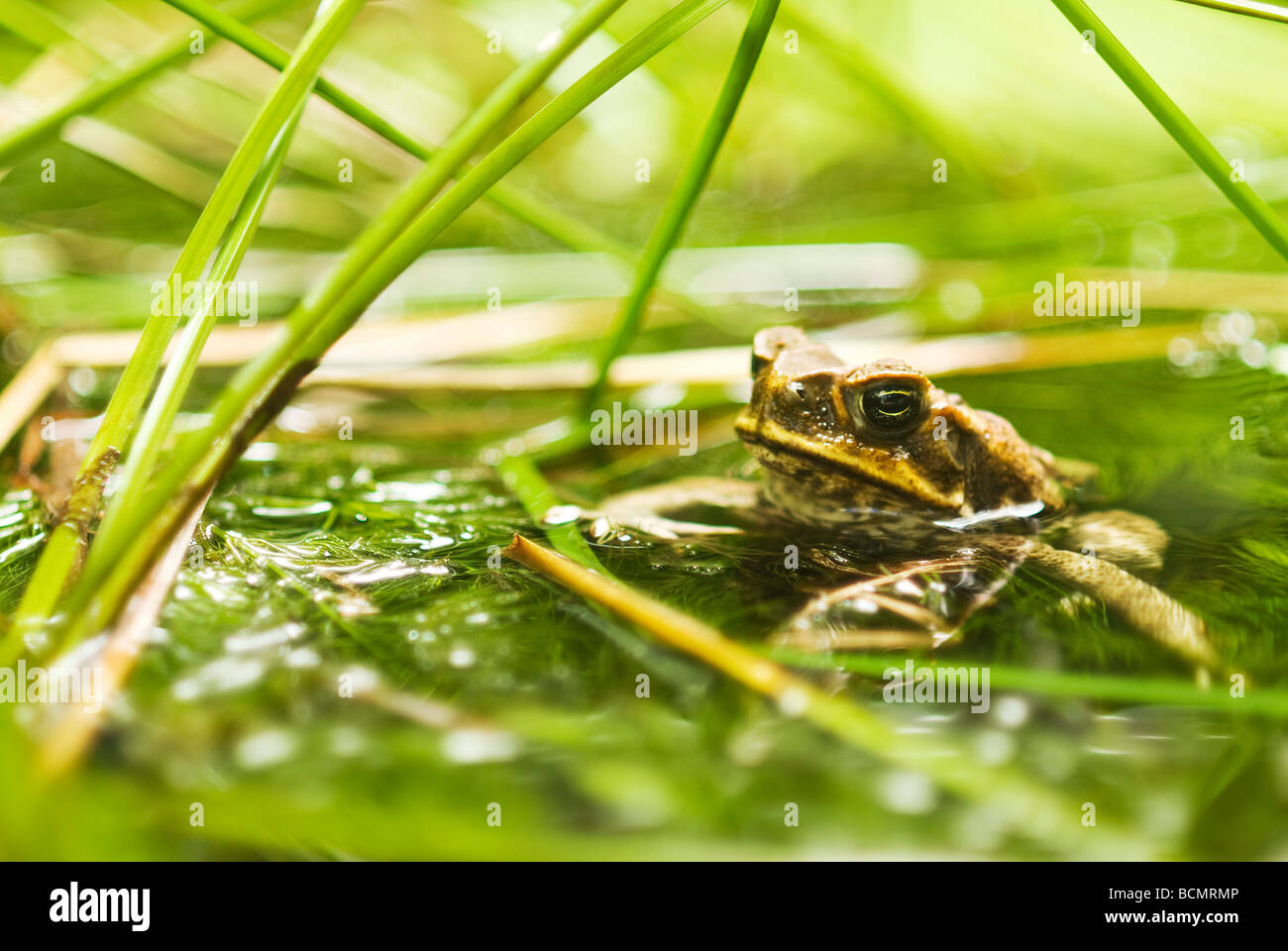 Cane toads hi-res stock photography and images - Alamy
