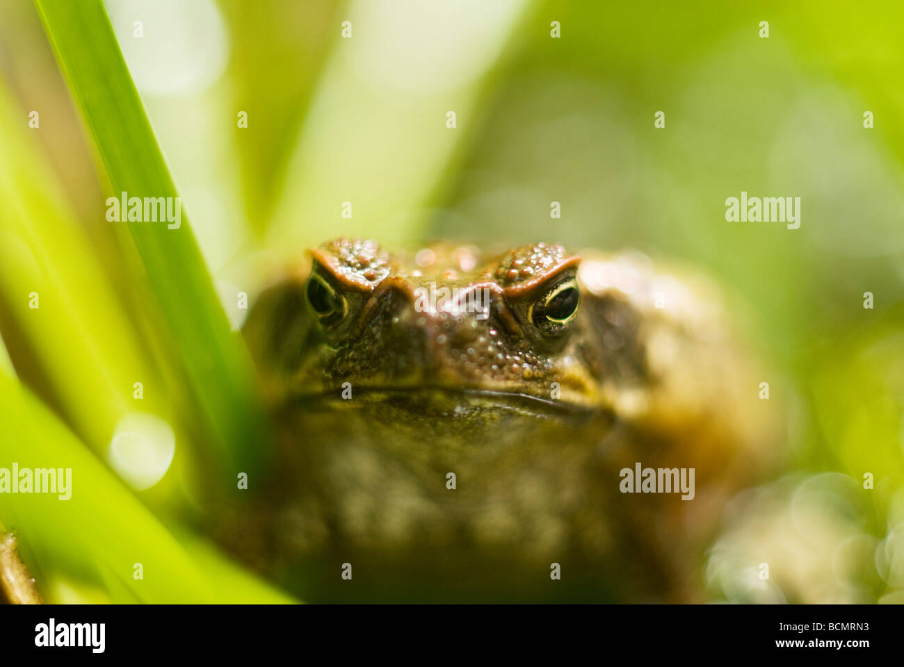 Cane toad in water hi-res stock photography and images - Alamy