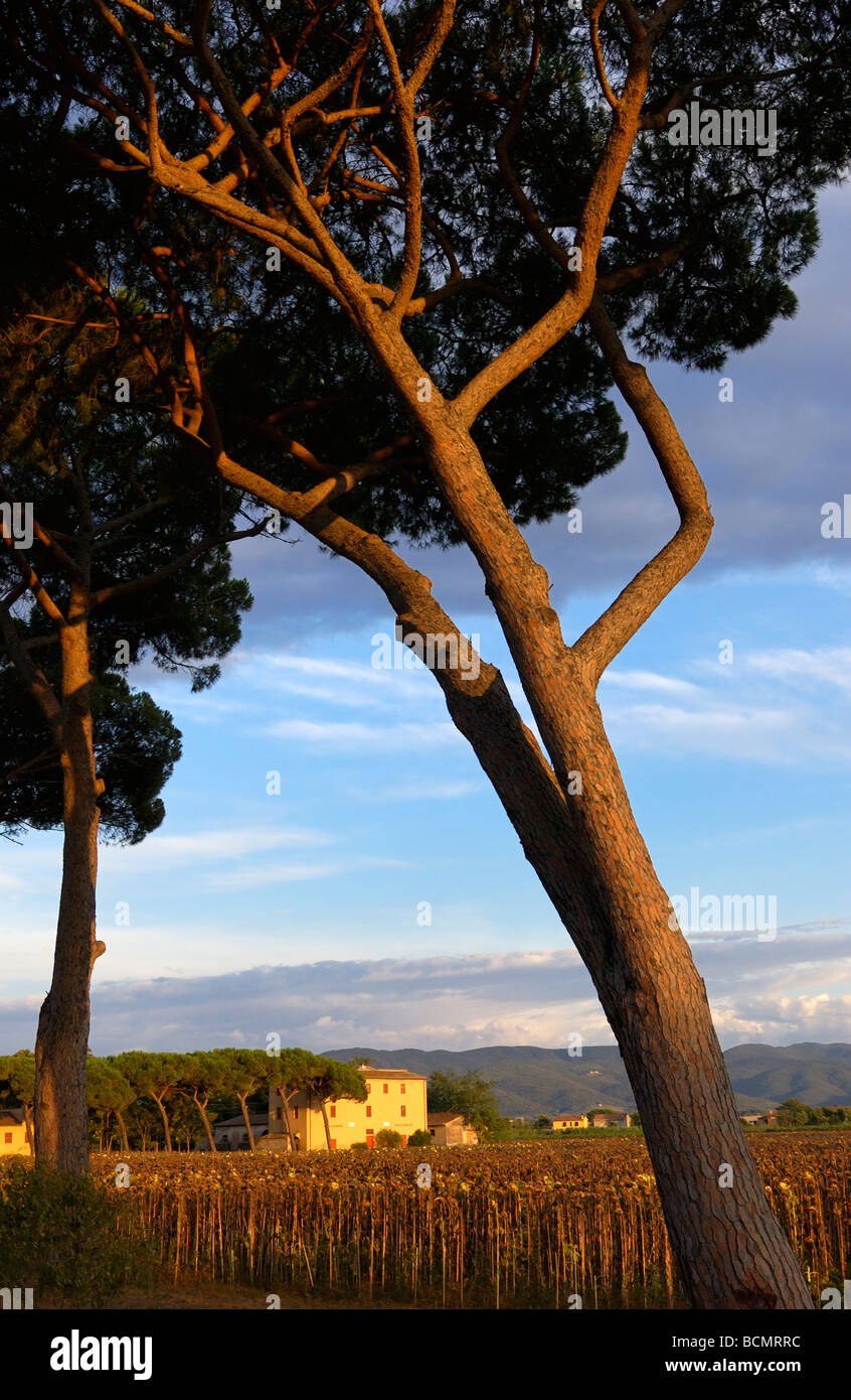 A beautiful sunset in Tuscany, IT Stock Photo - Alamy