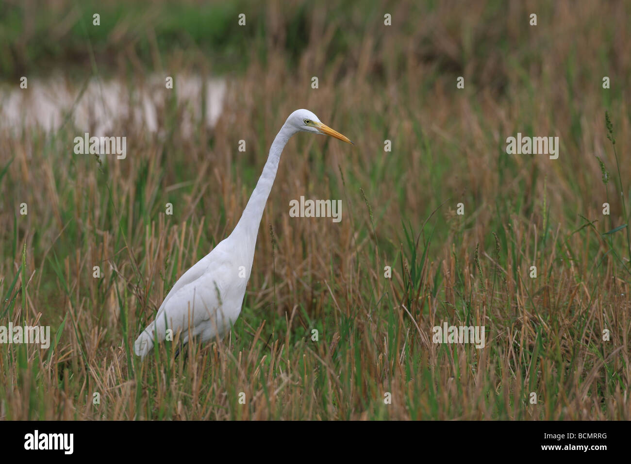 Yellow billed egret intermediate hi-res stock photography and images ...