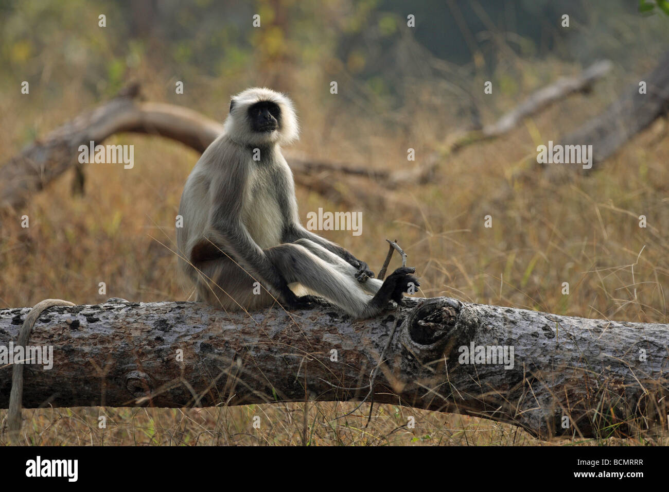 Hanuman Langur Monkey Presbytis entellus sitting with its legs ...