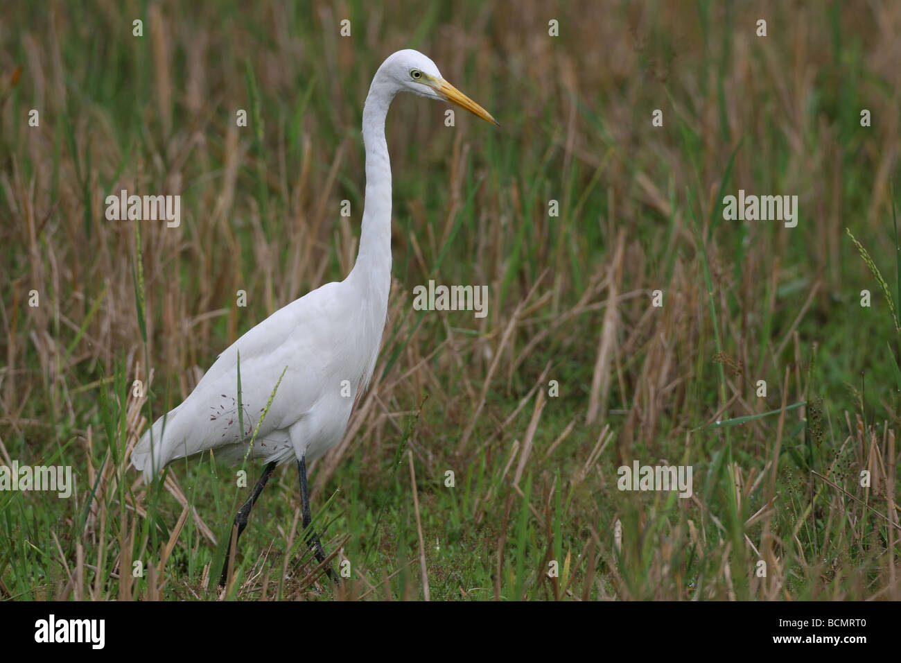 Yellow billed egret intermediate hi-res stock photography and images ...