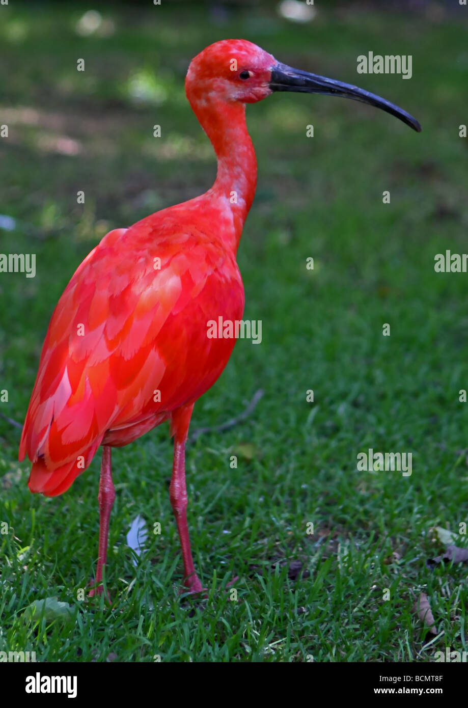 Scarlet Ibis (Eudocimus ruber Stock Photo - Alamy