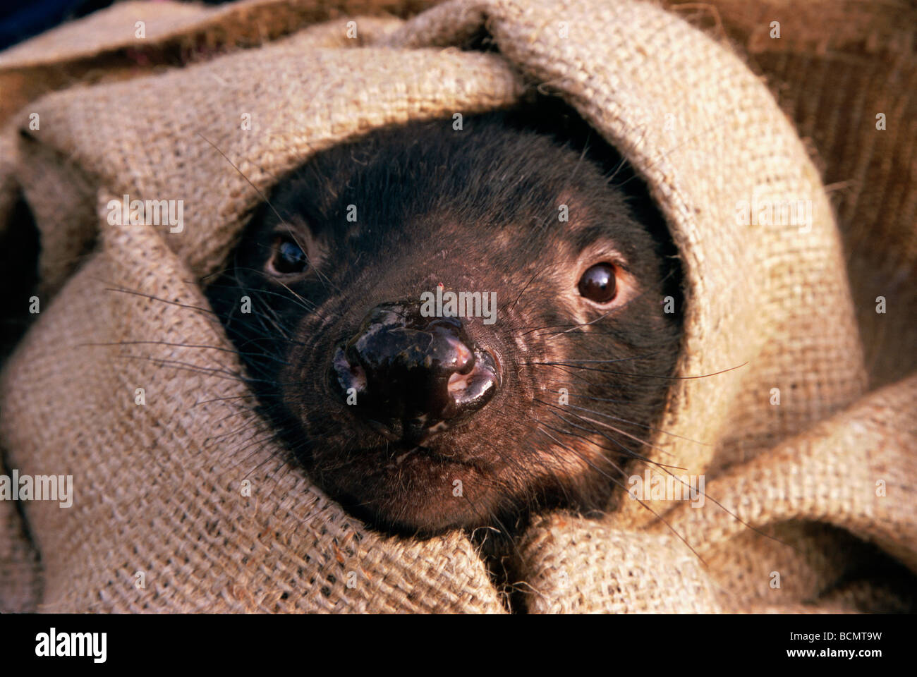Facial tumour tasmanian devil hi-res stock photography and images - Alamy