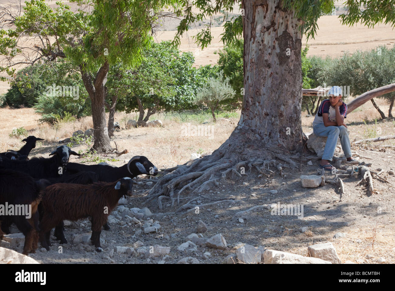 A boy watches over a flock of goats and sheep below the ancient Roman ...