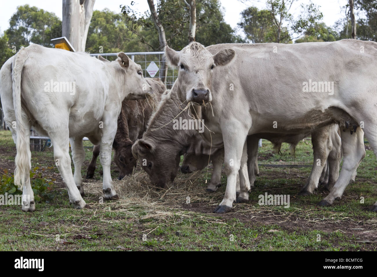 Cows tail hi-res stock photography and images - Alamy