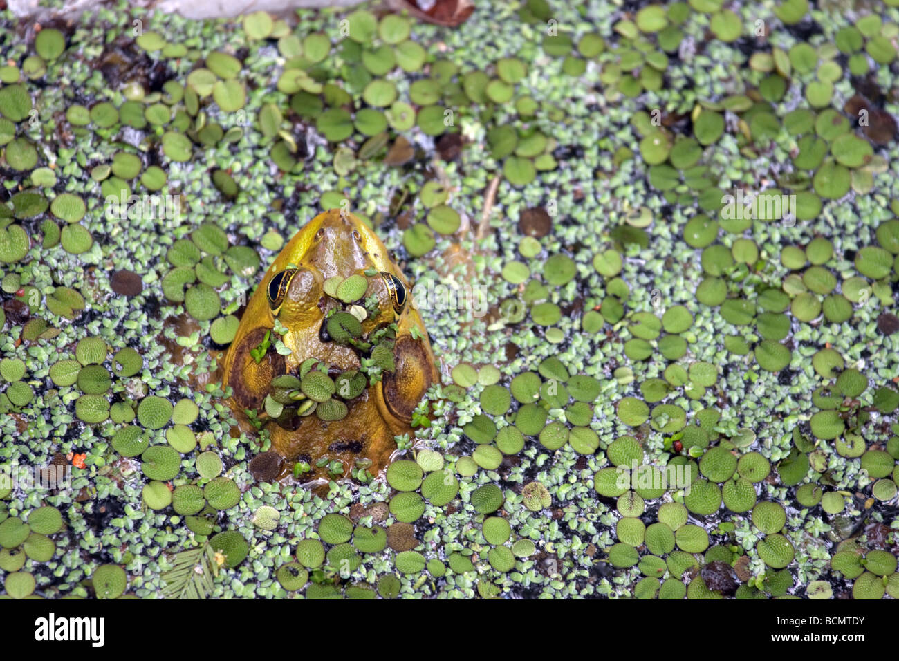 Frog floating in Louisiana wetlands swamp Stock Photo - Alamy