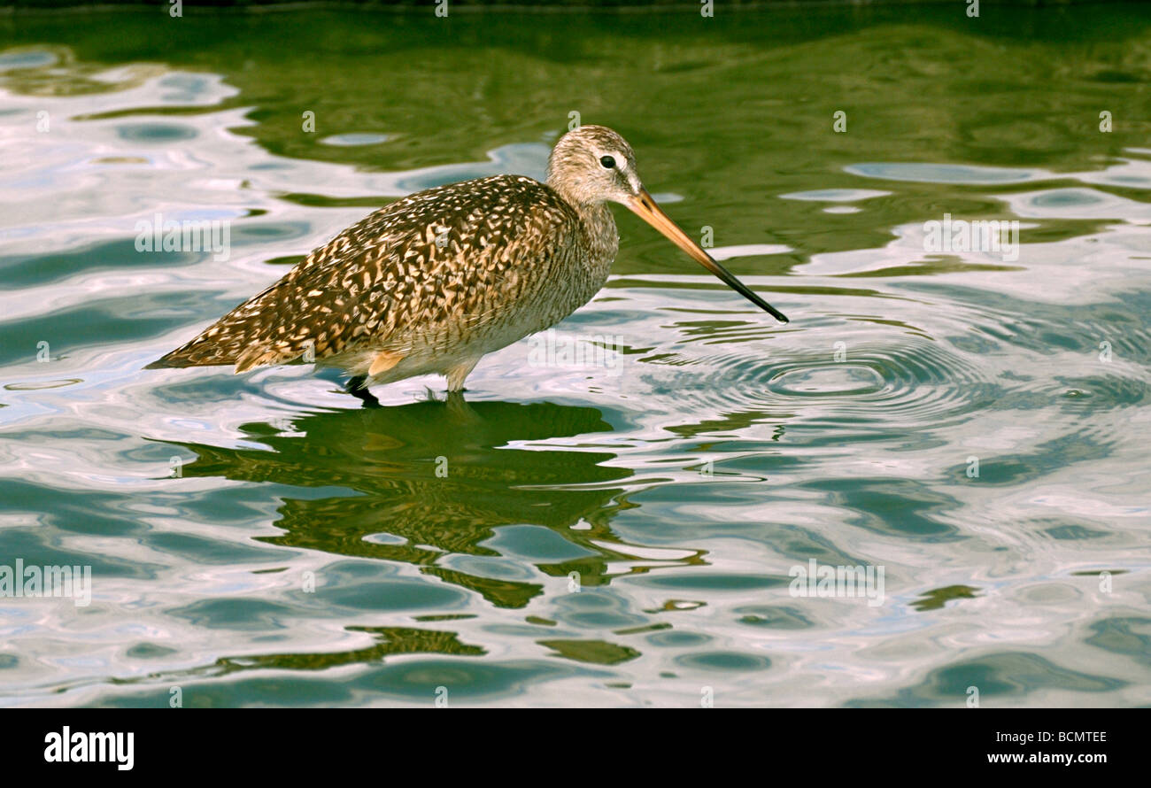 Limosa fedoa hi-res stock photography and images - Alamy