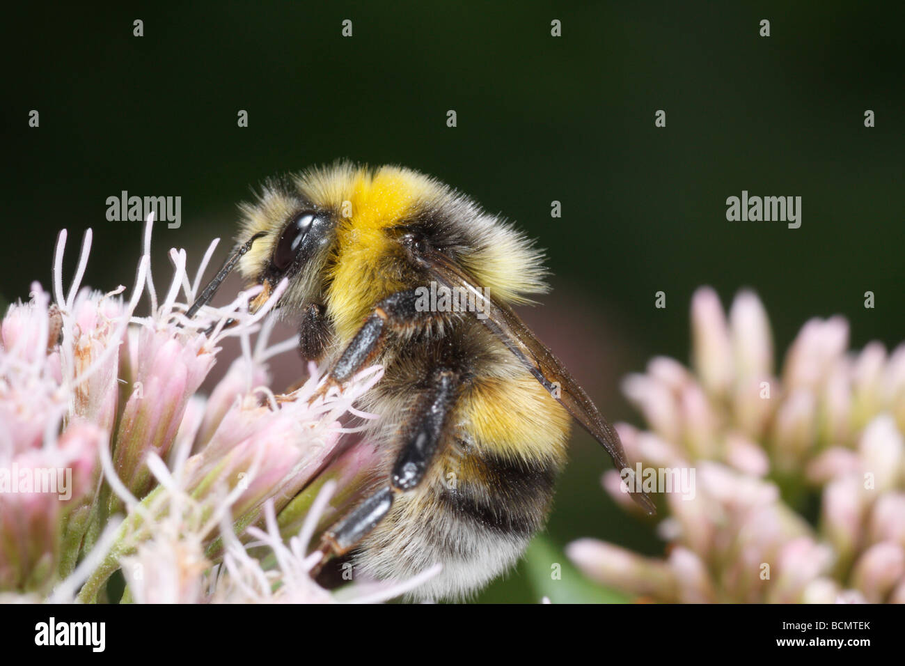 Bombus terrestris, the buff-tailed bumblebee or large earth bumblebee ...