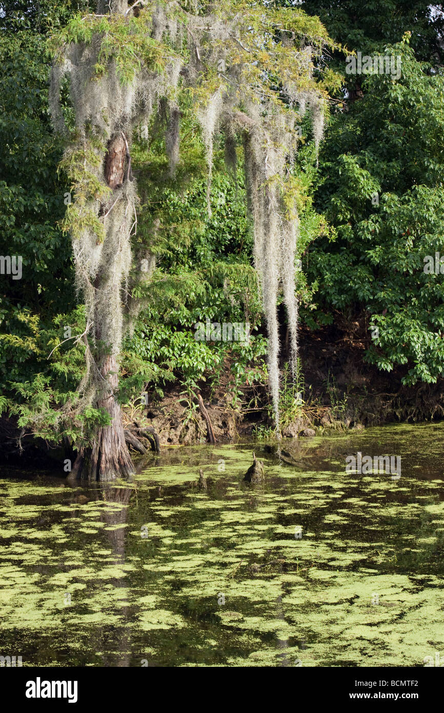 Spanish moss lily lilies lake hi-res stock photography and images - Alamy