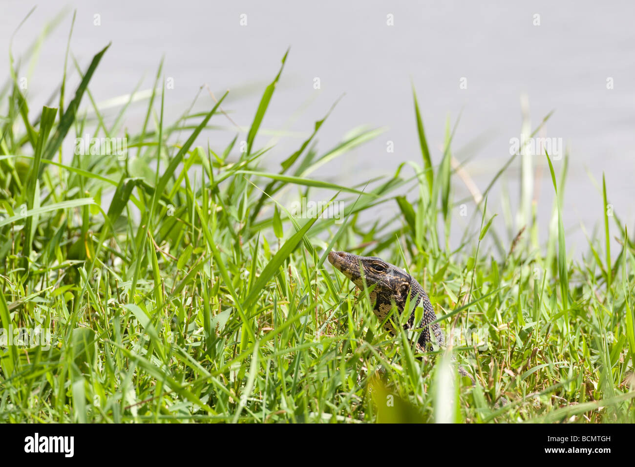 A monitor lizard hiding in tall grass cautiously raises its head and ...