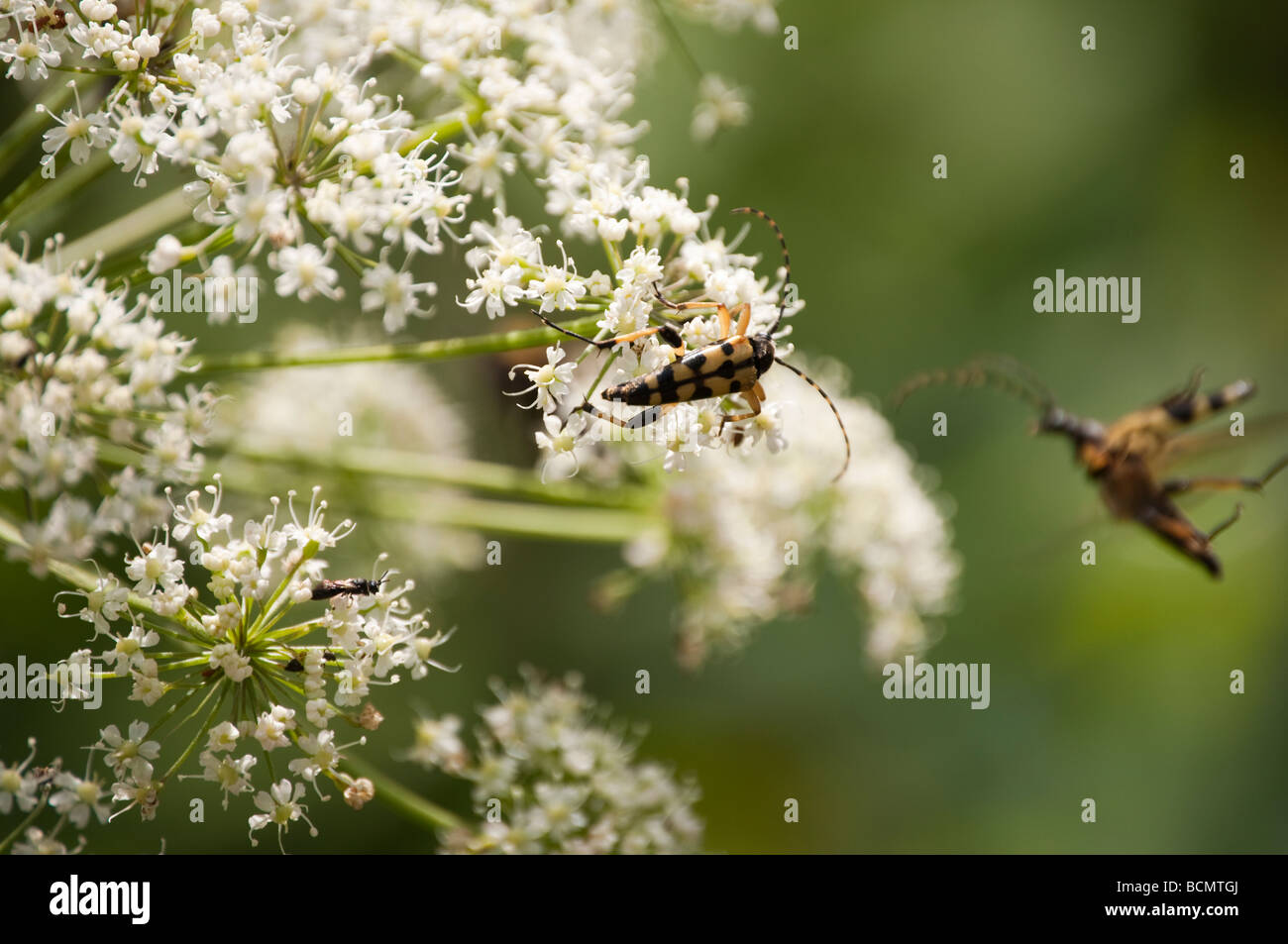 Flying insects hi-res stock photography and images - Alamy